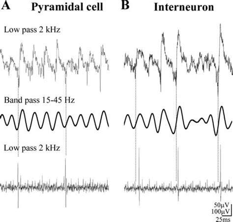 Cholinergically Induced Gamma Oscillations In The Pyramidal Cell Layer Download Scientific
