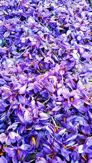 수집 후 사프란의 꽃 크로커스 사티푸스 일반적으로 사프란 크로커스로 알려진 0명에 대한 스톡 사진 및 기타 이미지 0명 1위 3월 Istock