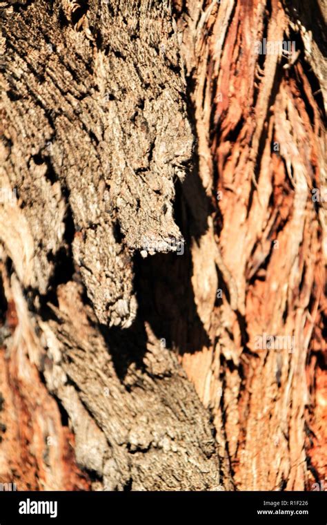 Damaged And Diseased Bark Of Eucalyptus Tree Texture In The Mountain