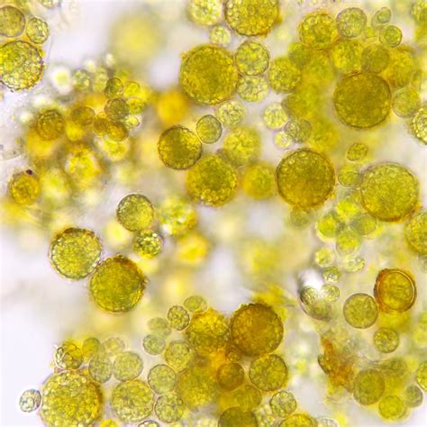 Skin Enhancing Primer Spf 40 Ogee