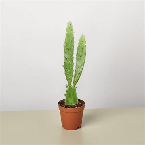Drooping Prickly Pear Cactus — House Plant Shop