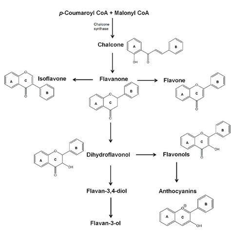 Pdf Plant Flavonoids Chemical Characteristics And Biological Activity