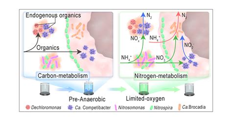 Successful Application Of Anammox Using The Hybrid Autotrophicheterotrophic Denitrification
