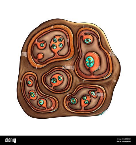 Alveococcus Multilocularis Fotos Und Bildmaterial In Hoher Auflösung Alamy