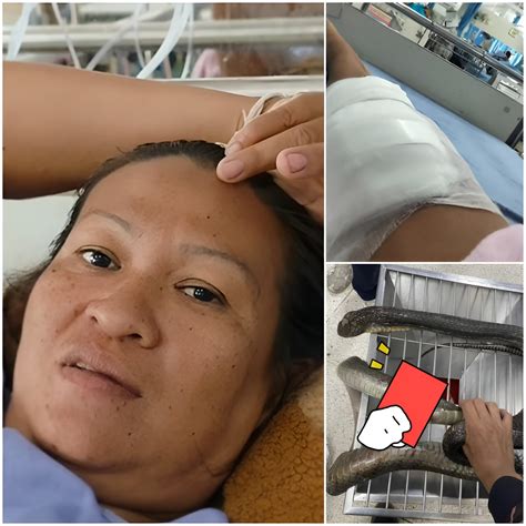 แบ่งปันรอยยิ้ม สาวใหญ่เล่านาทีออกหาเห็ด ถูกจงอางใหญ่หนักกว่า 4 7 โลฉก ตัดสินใจฮึดสู้ ตะครุบ