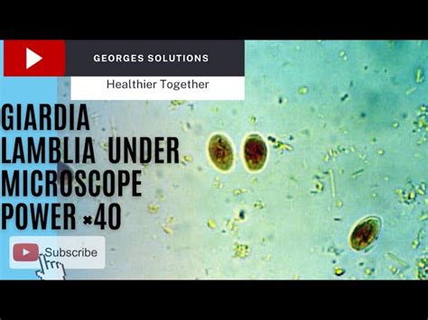 Giardia Lamblia Microscope Giardiasis