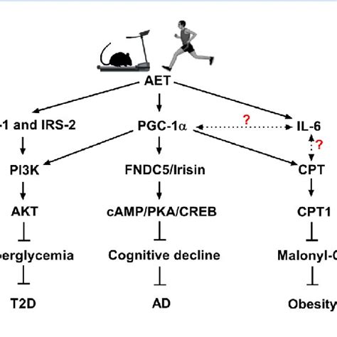 Representative Scheme Of The Influence Of Aerobic Exercise Training On