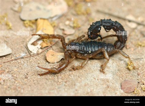 Parabuthus Transvaalicus