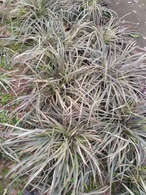重庆银丝草 银丝草基地 银丝草批发每株0 4元
