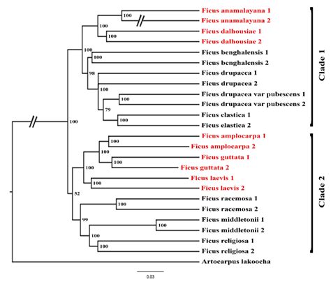 Bayesian Majority Consenus Tree Based On Its2 Trnh Psba Combined Download Scientific Diagram