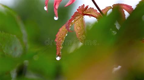 Rain Water Drop On Japanese Maple Tree Branch Stock Footage Video Of