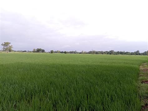 ရွှေတောင်မြို့နယ်၌ ၂၀၂၄ ခုနှစ် မိုးစပါးစိုက်ပျိုးရာသီတွင် မိုးစပါးလျာထားဧက ၅၈၁၆၃ ဧကစိုက်ပျိုးပ