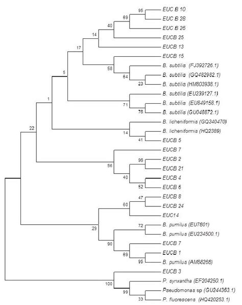 Phylogenetic Dendrogram Of Endophytic Strain From Eucalyptus Urograndis Download Scientific