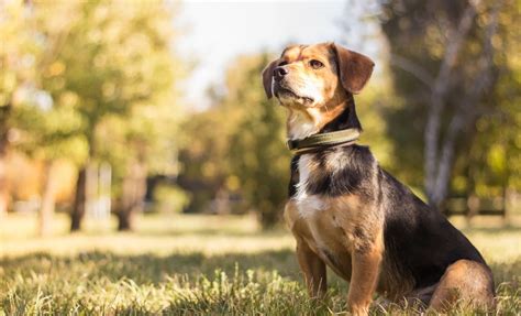 Datos Curiosos De Los Perros Que No Conoc As