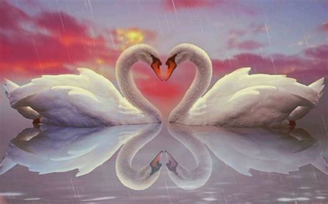 گیف زن و حجاب گیف گیف