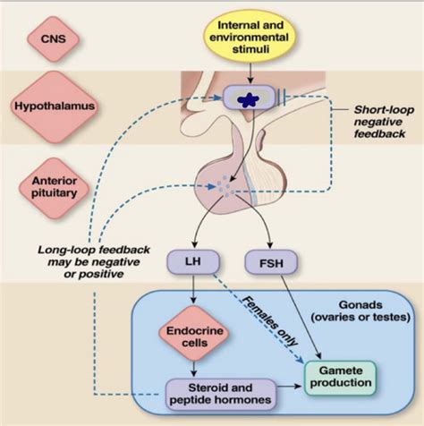 Lab Reproduction Flashcards Quizlet