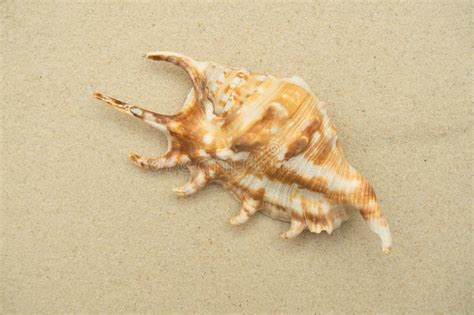 Conch Shell Stock Image Image Of Coast Natural White 318636601