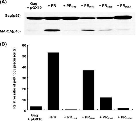 Processing Of Hiv Gag Polyprotein By Hiv Protease Or Its Derivatives Download High Quality