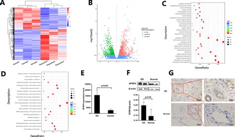 Bioinformatics Analysis And Experimental Verification Of Differentially