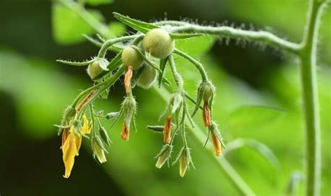 Gardeners Share How To Revive Wilted Tomato Plants So They ‘bounce Back