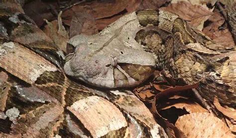 Gaboon Viper Facts Distribution And Population Biodb