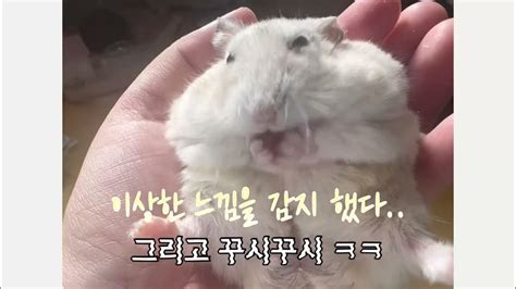 이상한 느낌을 감지 했다 간식 먹는데 멍때리는 햄스터 Youtube