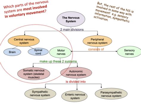 Neurosci Chapter 14 Flashcards Quizlet