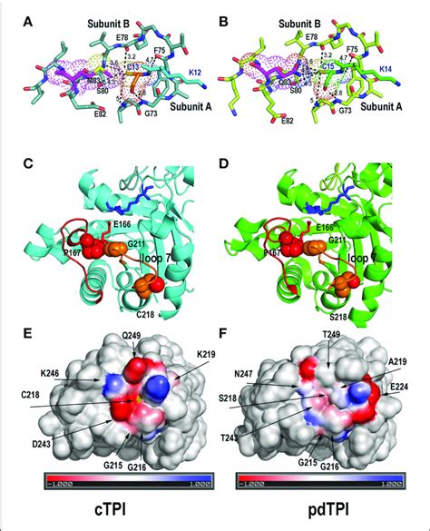 Structural Rationale For Ctpi Susceptibility And Pdtpi Resistance To