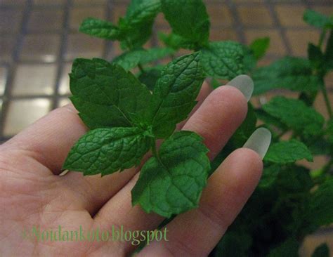 Noidankoto; Valkosipulia ja Salviaa: Minttu (Mentha)