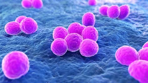 Mrsa Bacteria Stock Video Clip K008 1894 Science Photo Library