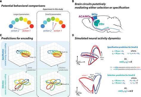 Conjoint Specification Of Action By Neocortex And Striatum Neuron
