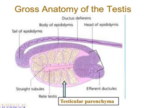 Bi310 Sexual Systems Final Exam Flashcards Quizlet