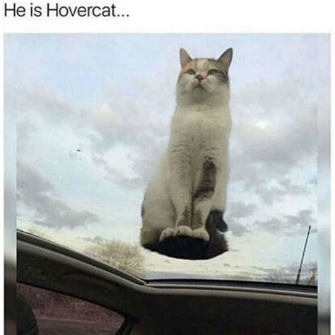 100 Funniest Cat Memes Ever