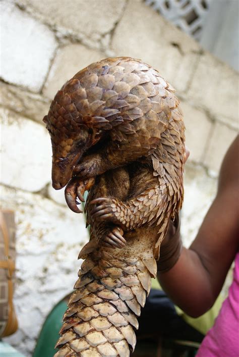 Yaoundé Pangolins Guillaume Colin And Pauline Penot Flickr