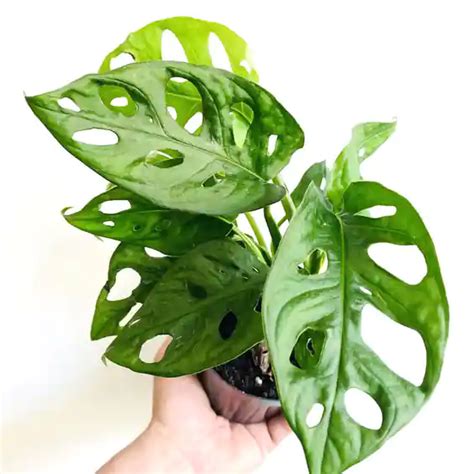 몬스테라 아단소니 키우기 오블리쿠아와 차이점 Botanical House