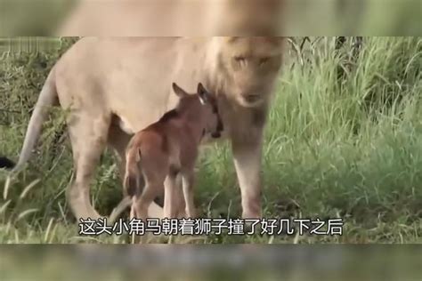 初生牛犊不怕虎，小角马被狮子捕捉，不但不跑还多次撞雄狮雄狮狮子