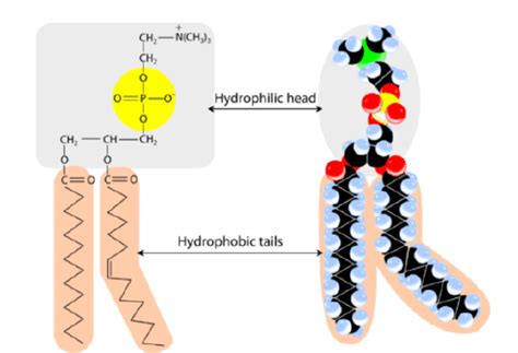 117 Amphipathic Lipids And Membranes Chemistry Libretexts