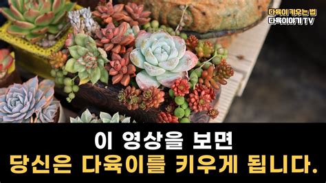 다육이 매니아들의 다육이는 어떤 모습일까요 이 영상 보면 당신은 다육이를 키우게 됩니다 Youtube