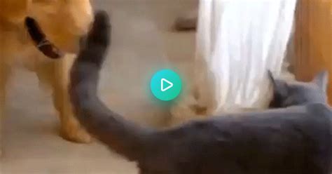 Best Frenimies  On Imgur