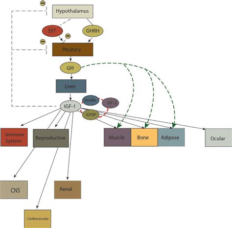 Model Of The Ghigf 1 Axis And Target Organs Gh Production In The Download Scientific Diagram