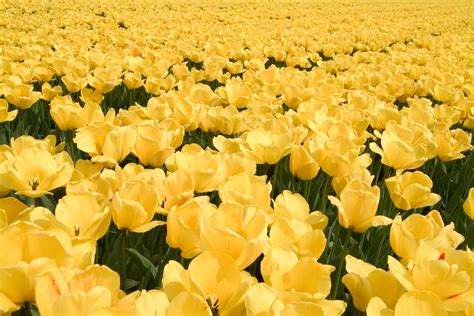 Yellow Tulips Wallpaper Tulip Iphone Wallpapers 39 Free Background