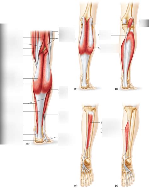 Posterior And Anterior View Of Le Labeling Diagram Quizlet