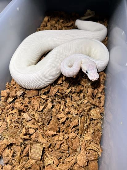Mystery Bel Ball Python By Sams Superior Serpents