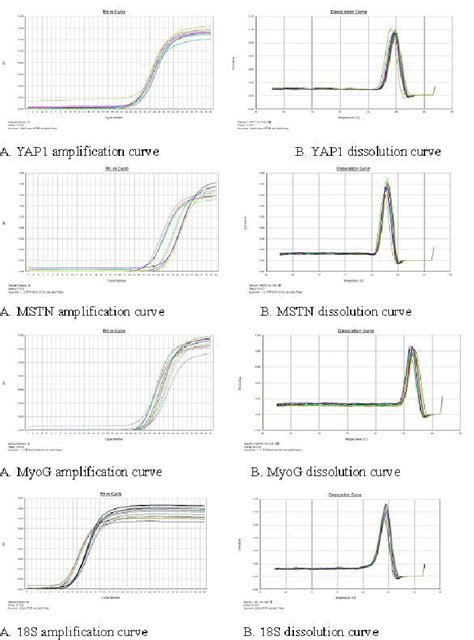 Amplifications And Dissociation Curves Of Yap1 Mstn Myog And 18s