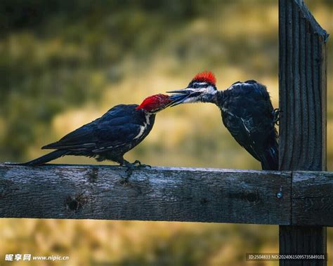 啄木鸟摄影图鸟类生物世界摄影图库昵图网