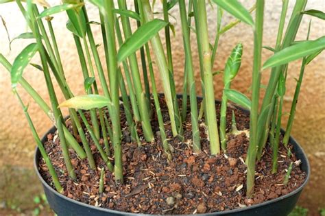 You Can Take Cuttings From Existing Ginger Plants To Grow More Just Follow These Steps