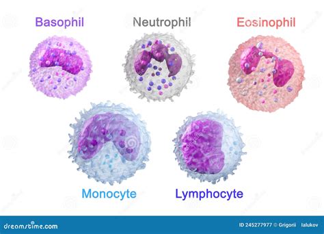 Neutrophil In Blood A White Blood Cell Stock Illustration