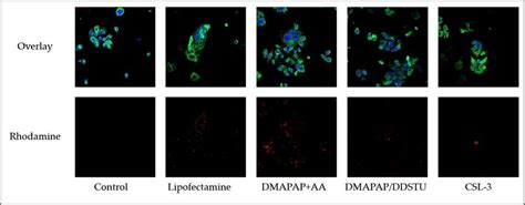 Confocal Images Comparing Sirna Internalization Into Villous