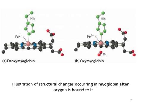 Hemoglobin And Myoglobin PPTX