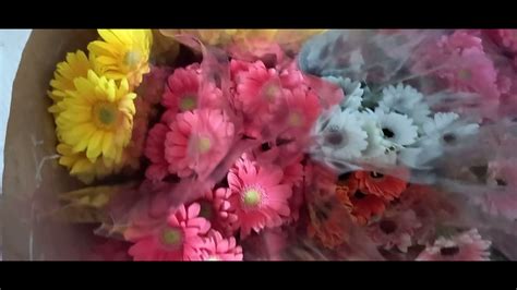 피콜리니미니거베라 Youtube